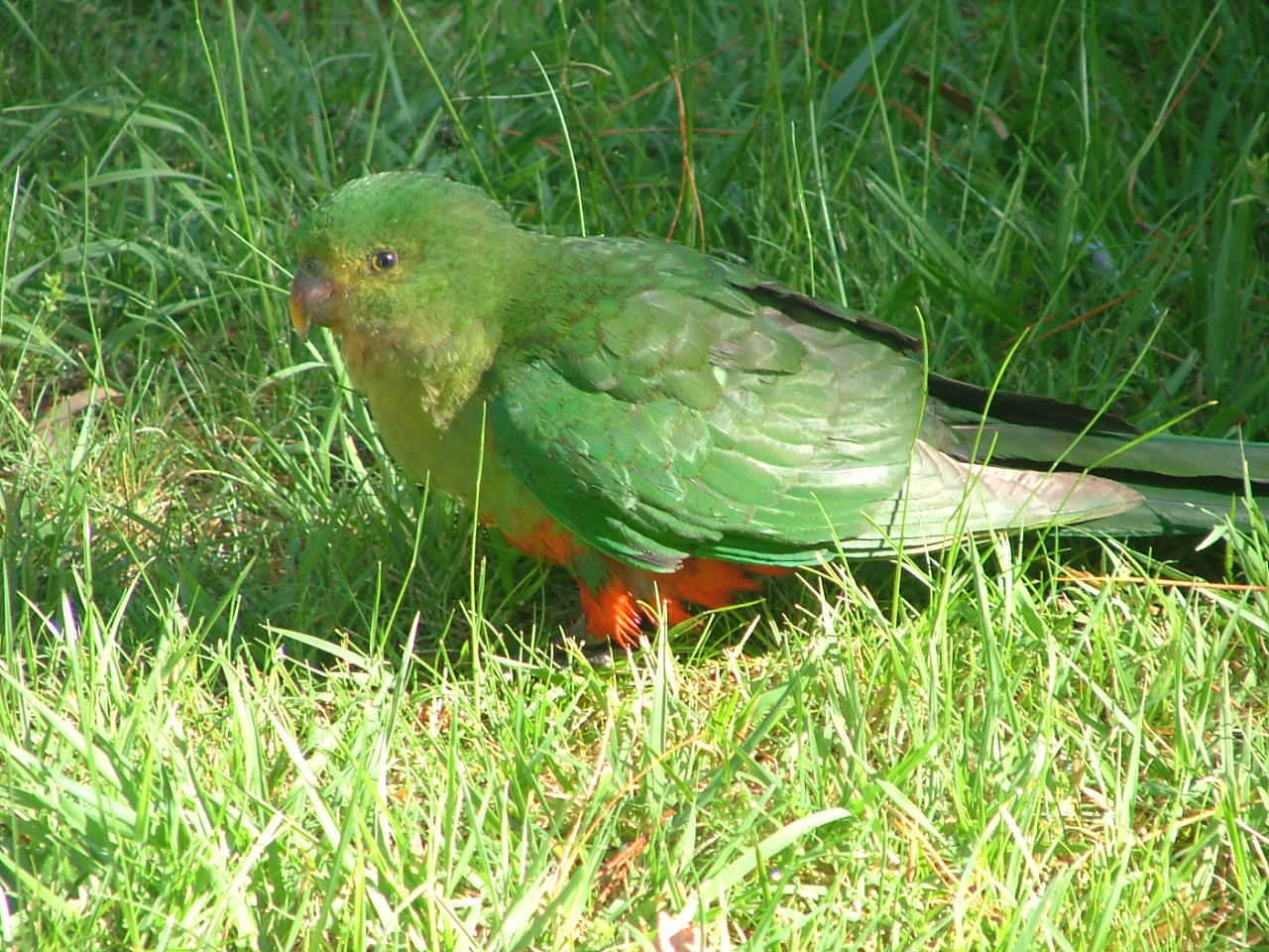 An Old Queen Parrot - Jennifer Marohasy