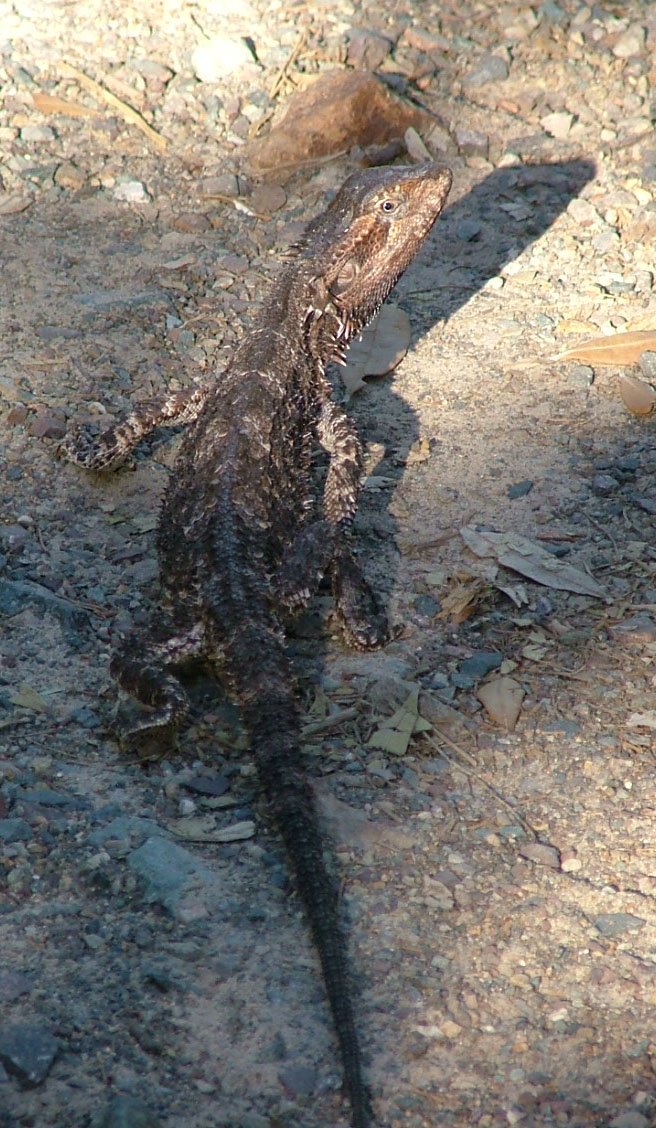 noosa-lizard-020-b - Jennifer Marohasy