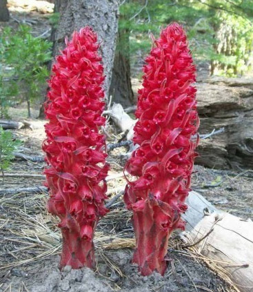 All-Red Snow Plants – Nourished by Fungi - Jennifer Marohasy