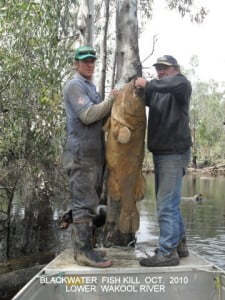 Black Water Kills Tens of Thousands of Murray Cod - Jennifer Marohasy