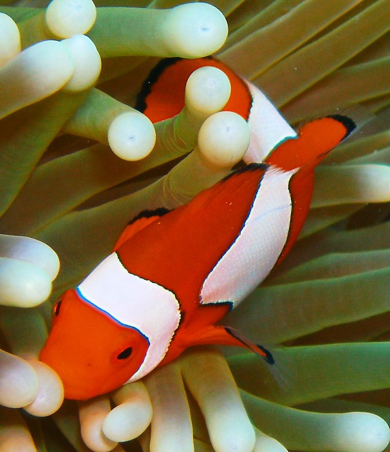 Peter Ridd Versus the Clowns of Reef Science - Jennifer Marohasy