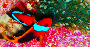 Fake Photographs at Heart of Peter Ridd’s Sacking - Jennifer Marohasy