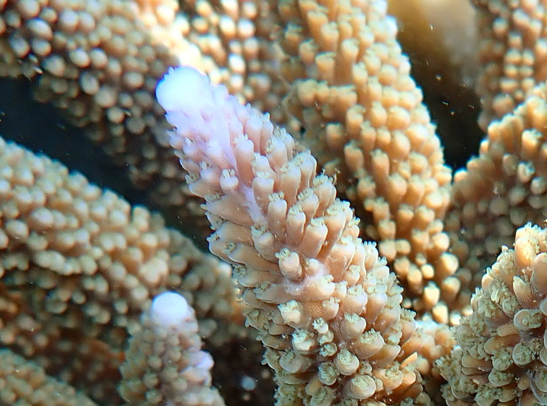 Found: 25 Hectares of Acropora at Stone Island - Jennifer Marohasy