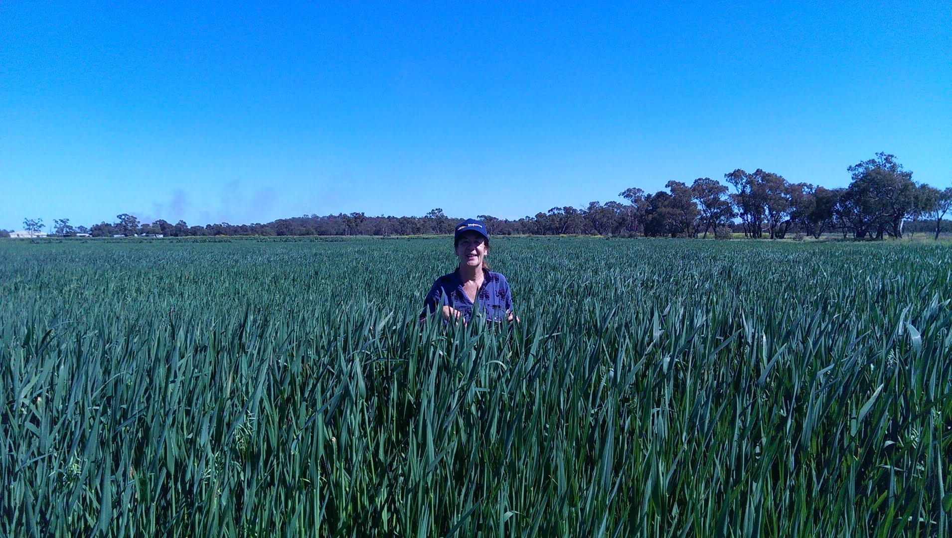 Running out of Rice, While Wasting Water - Jennifer Marohasy