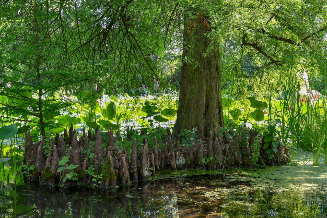 Sea Levels Falling, with Ridd and Roberts - Jennifer Marohasy