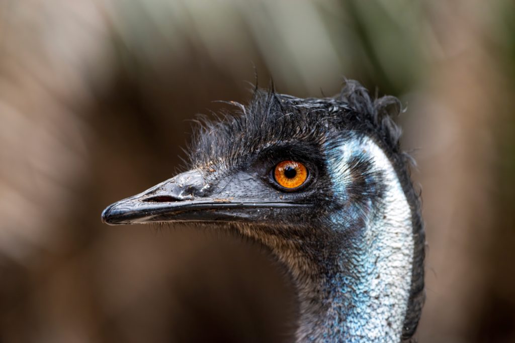 The Emu’s Perspective – Part 2. - Jennifer Marohasy