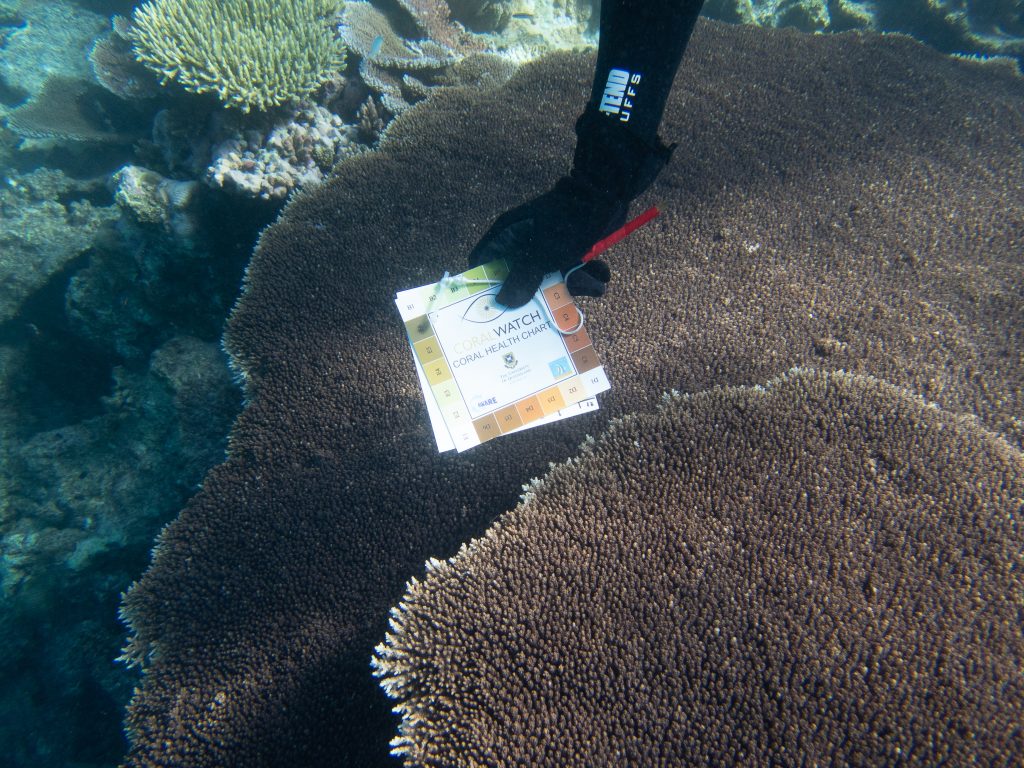 John Brewer Reef – Back to Beige - Jennifer Marohasy