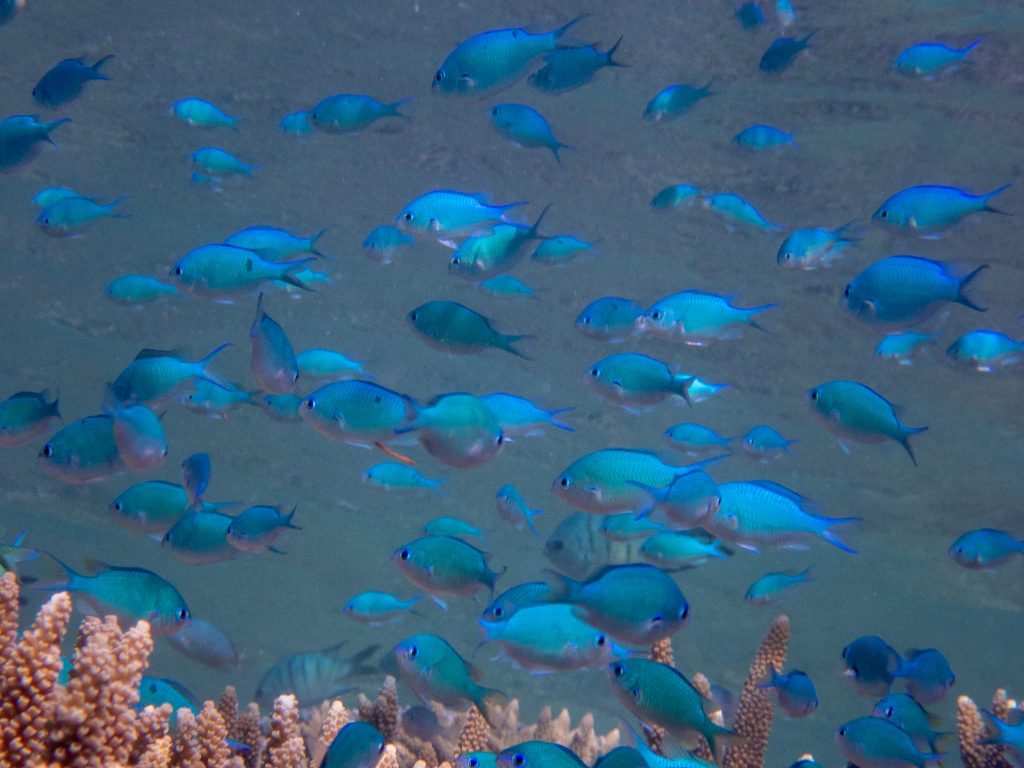 John Brewer Reef – Back to Beige - Jennifer Marohasy