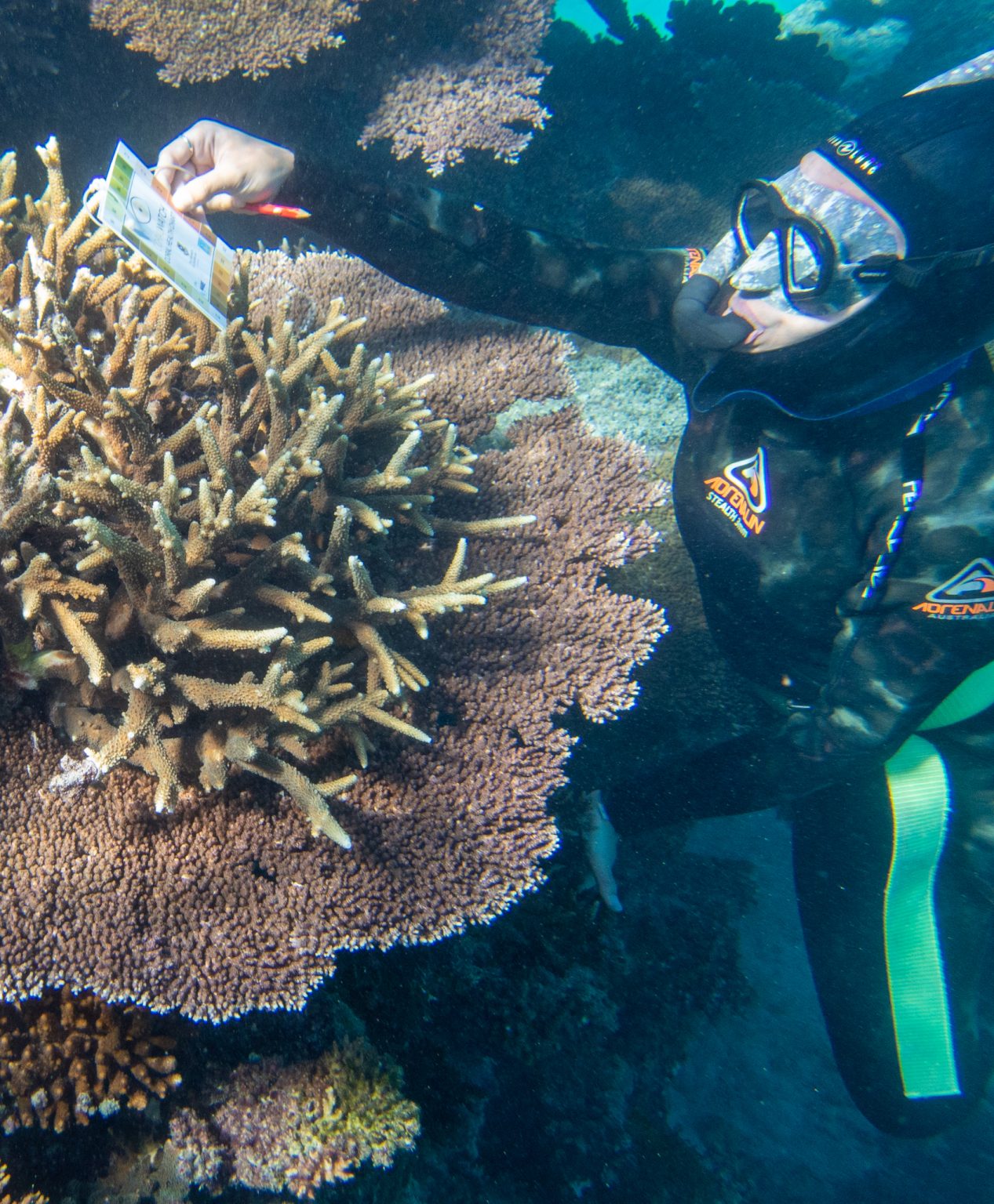 The Fact Check Ruse – Part 5: John Brewer Reef Fact Check - Jennifer ...