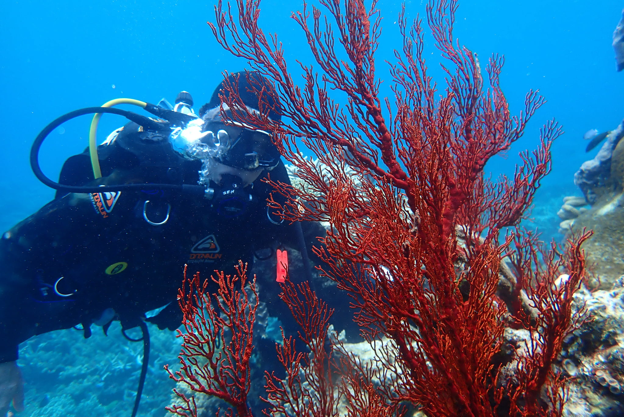 Coral Crosses, for Redemption - Jennifer Marohasy
