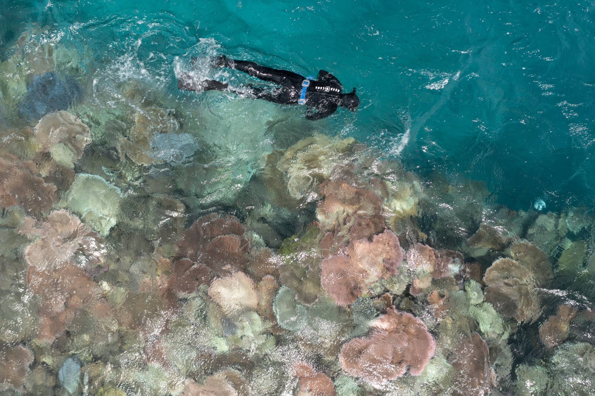 Invitation to Visit Mass Coral Bleaching, and see the Fishes - Jennifer ...