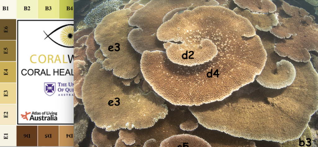 How Brown the Corals – That were Pink Last Year - Jennifer Marohasy