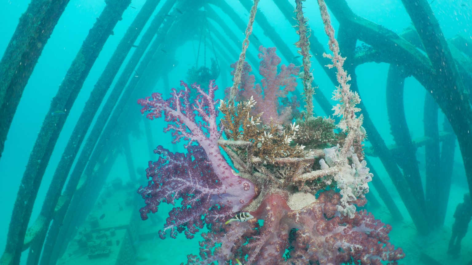 Part 3. New Growth – Central Great Barrier Reef, April 2024 - Jennifer ...