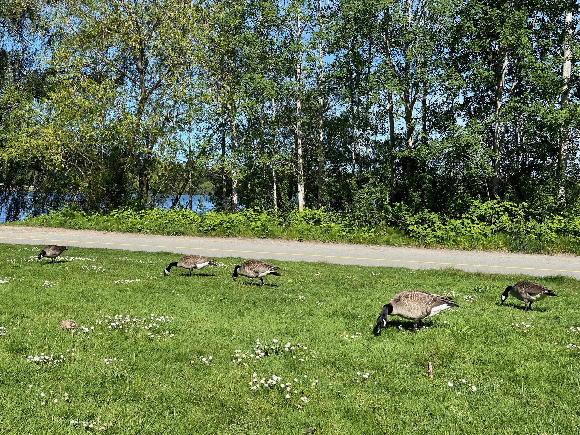 Geese - Jennifer Marohasy