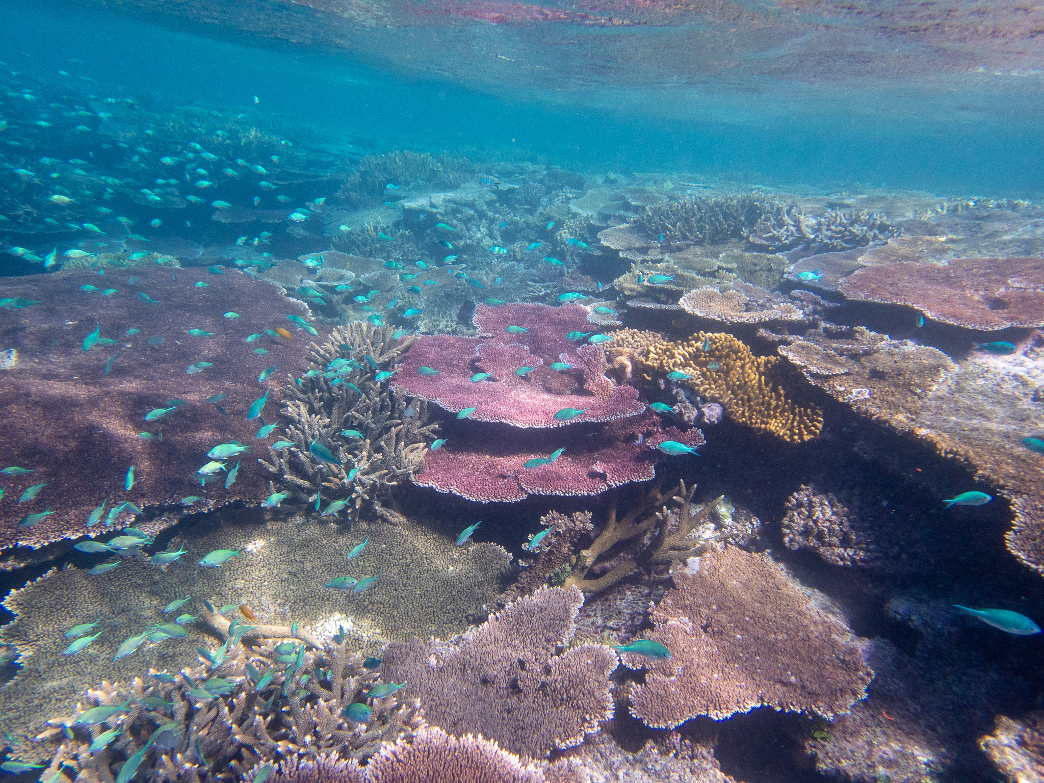 Monitoring to Avoid Cyclone Damage – Denial. Part 3. - Jennifer Marohasy