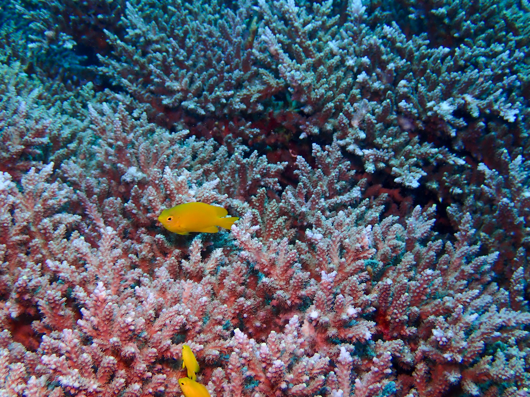Anemones Push Through Collapsed Corals - Jennifer Marohasy