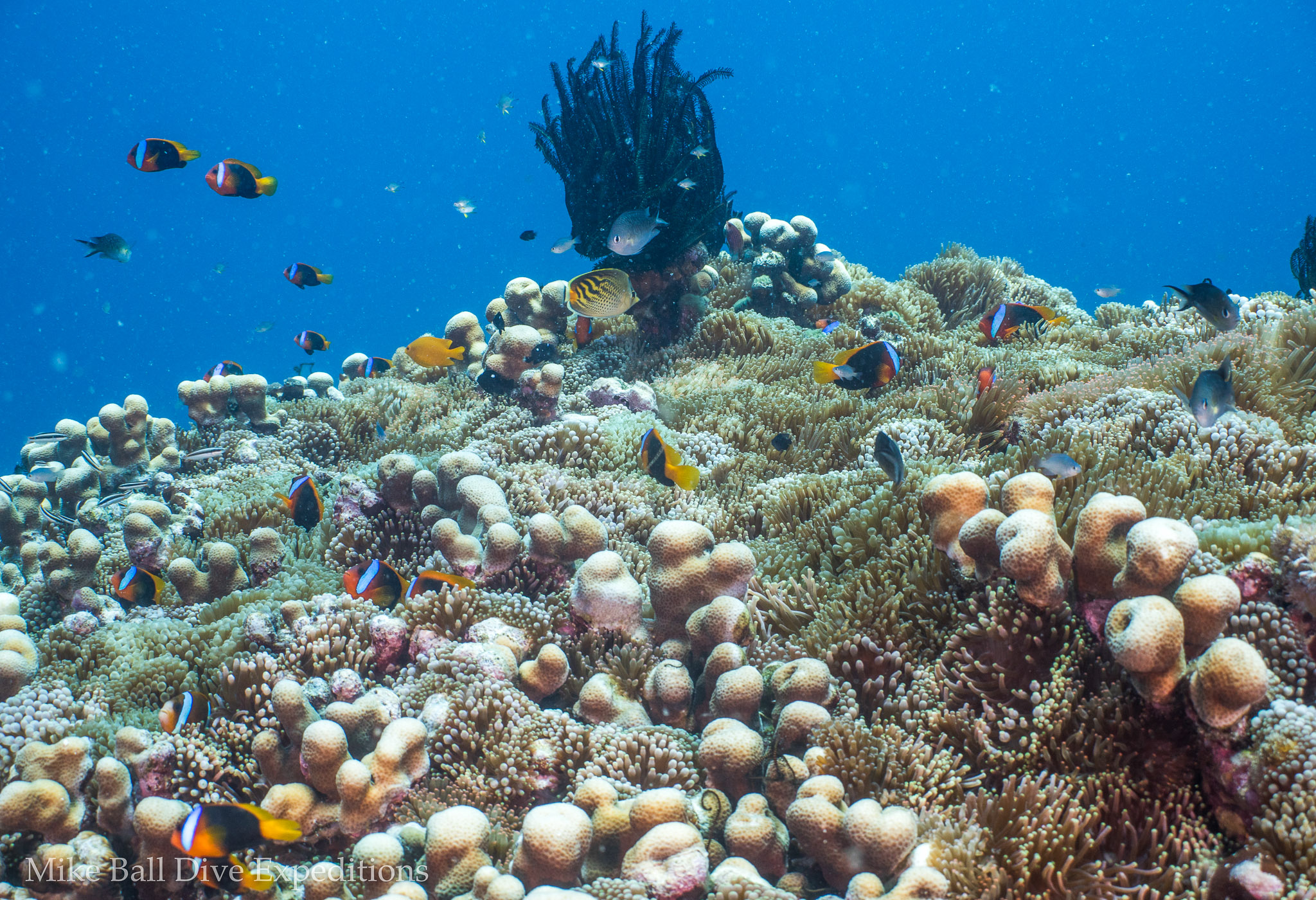 Anemones Push Through Collapsed Corals - Jennifer Marohasy