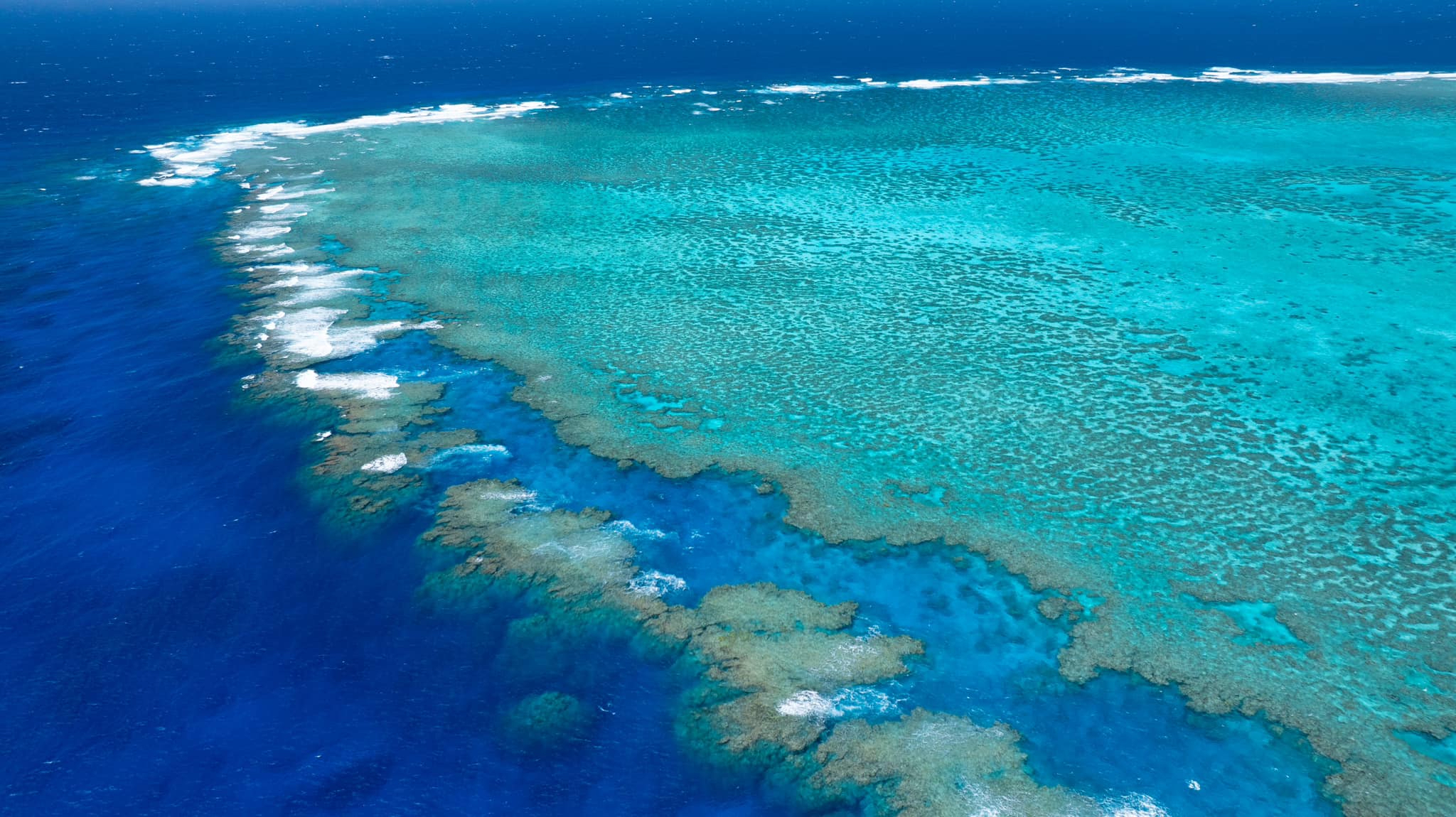 Diving the North Wall, Myrmidon Reef, Part 4. Inaugural Megafauna ...