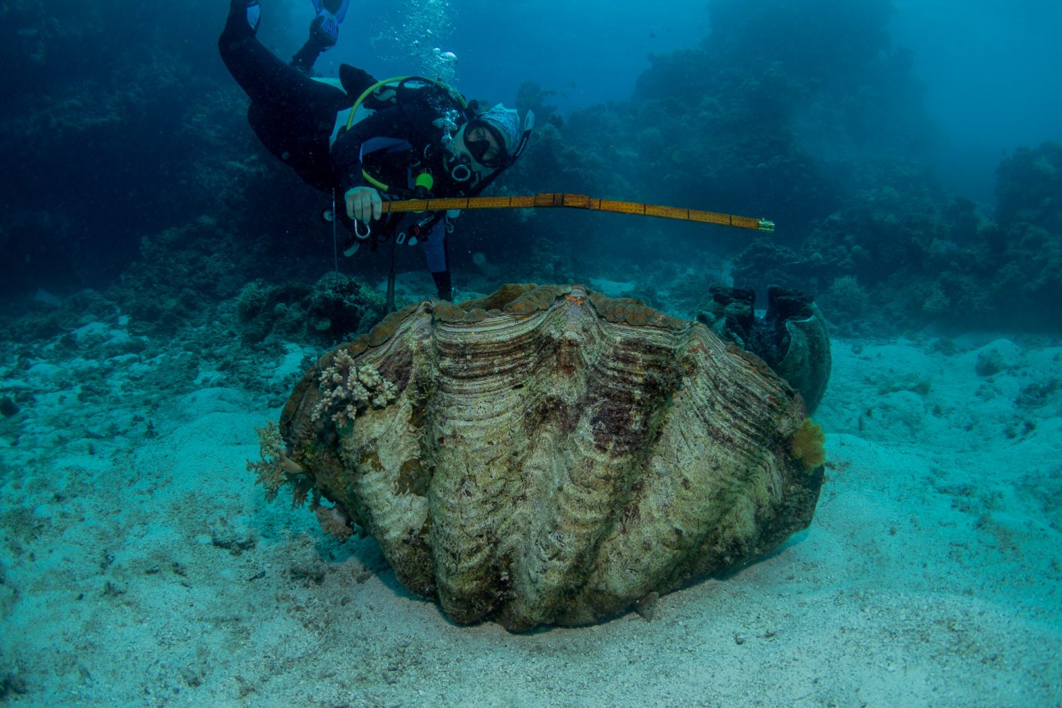 Largest of the Saved Clams, Part 3. Inaugural Megafauna Expedition ...