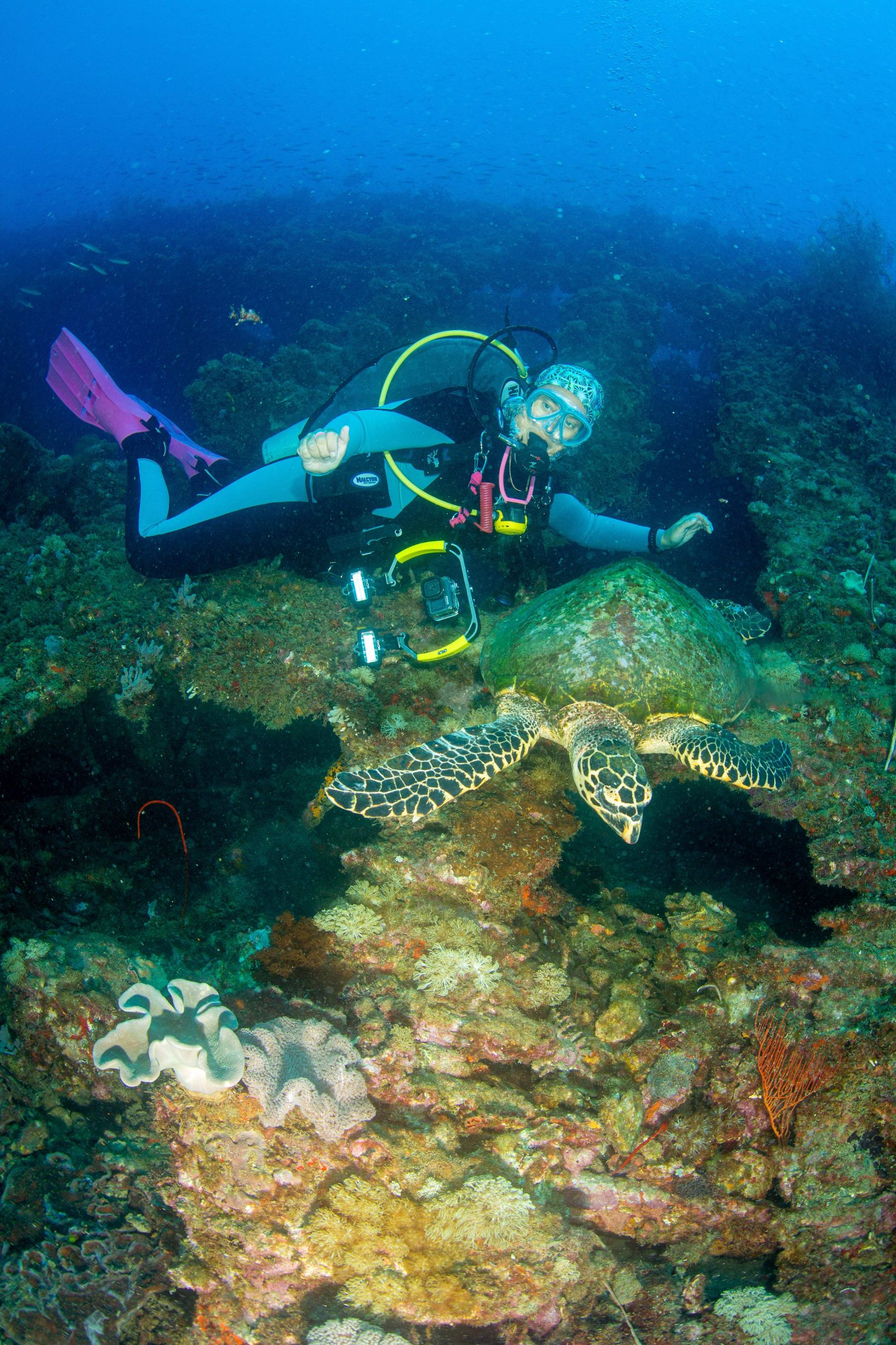 Which Turtle, and Where was VW – the Mega Grouper? Part 5. Inaugural ...