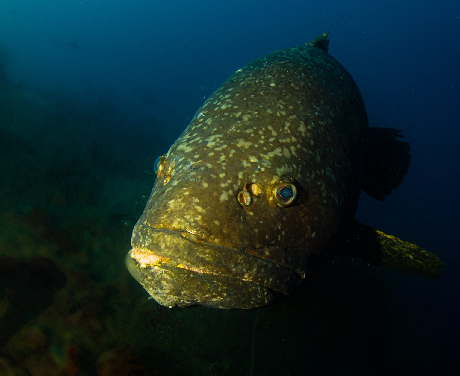 Which Turtle, and Where was VW – the Mega Grouper? Part 5. Inaugural ...